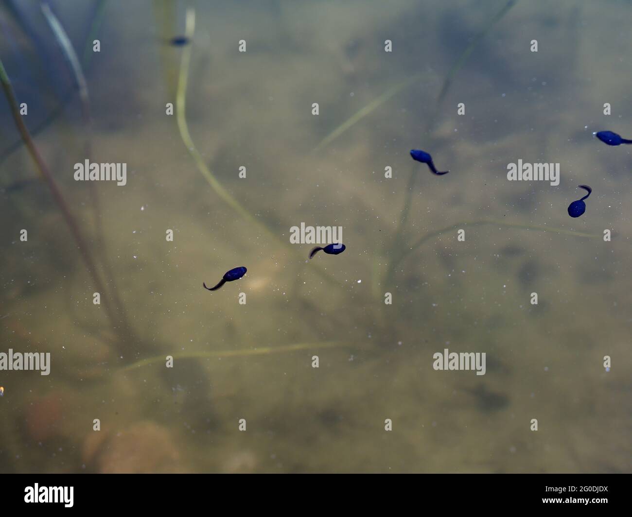 Growing tadpoles hi-res stock photography and images - Alamy