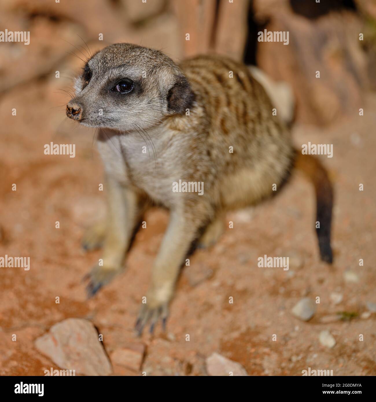 Little cute suricate meerkat portrait Stock Photo - Alamy