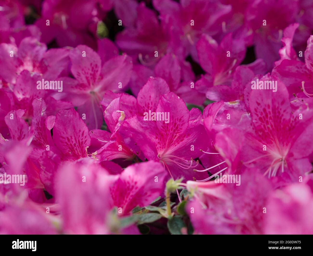 Single colours hi-res stock photography and images - Alamy