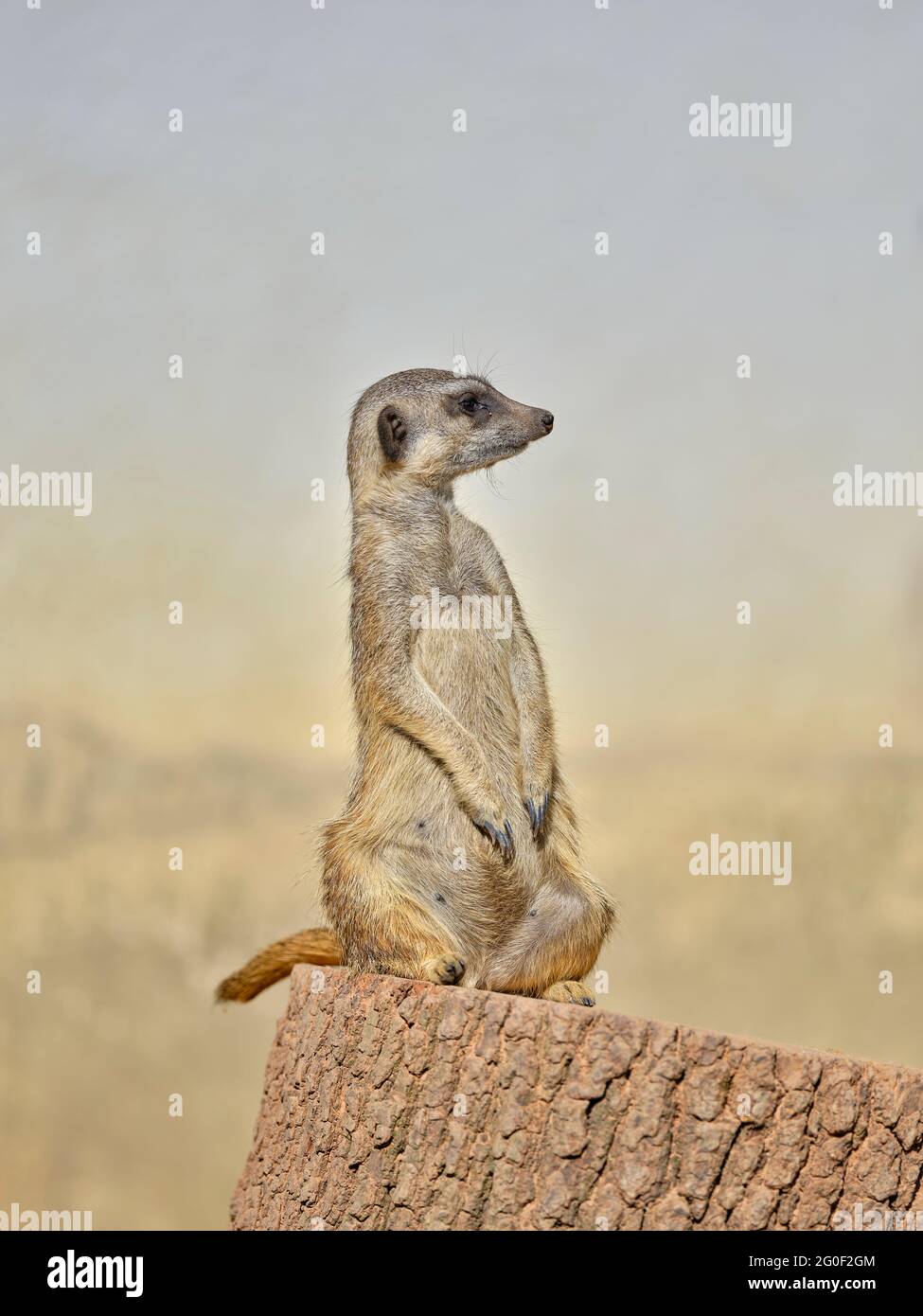 Little cute suricate meerkat portrait Stock Photo - Alamy