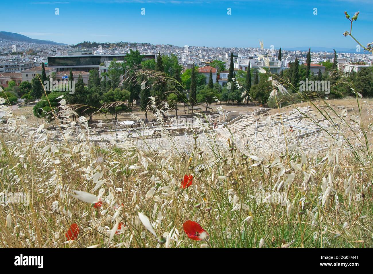 Closeup shot of blooming flowers in the Acropolis of Athens in Greece ...