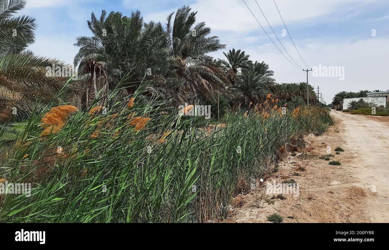 Palm trees in a rural area Stock Photo - Alamy