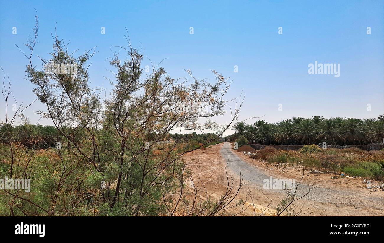 Palm trees bushes growing hi-res stock photography and images - Alamy