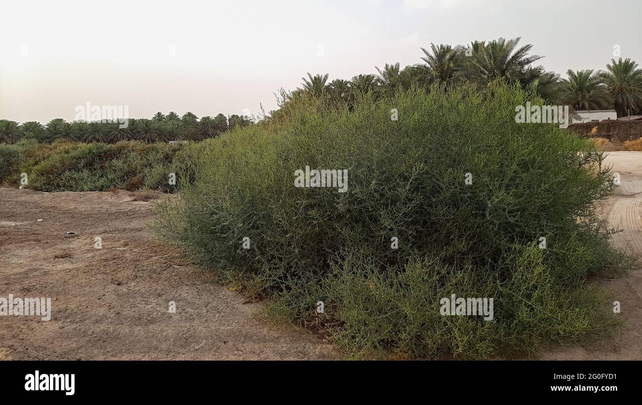 Palm trees and bushes in a rural area Stock Photo - Alamy