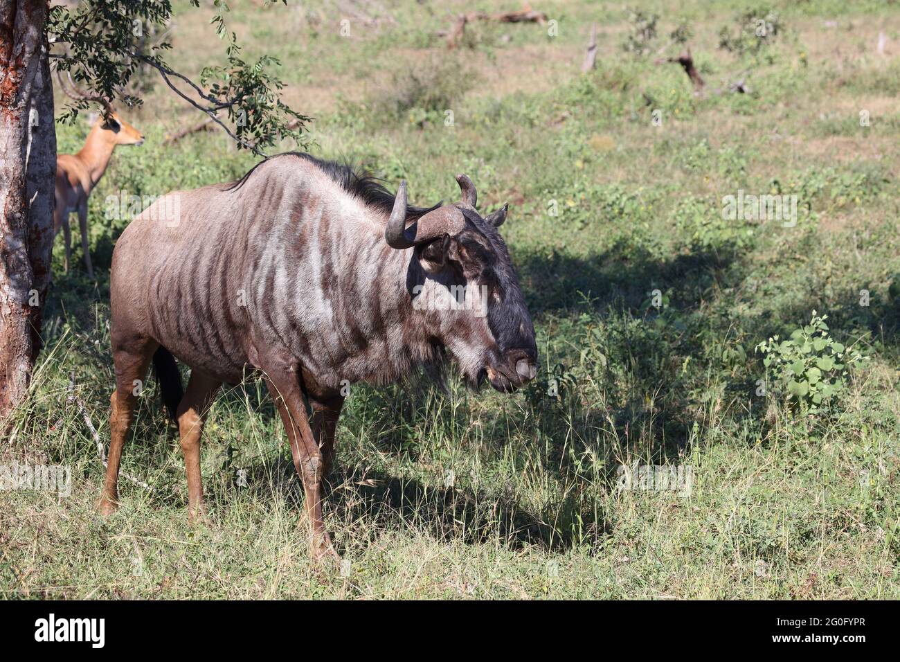 Streifengnu / Blue wildebeest / Connochaetes taurinus Stock Photo - Alamy