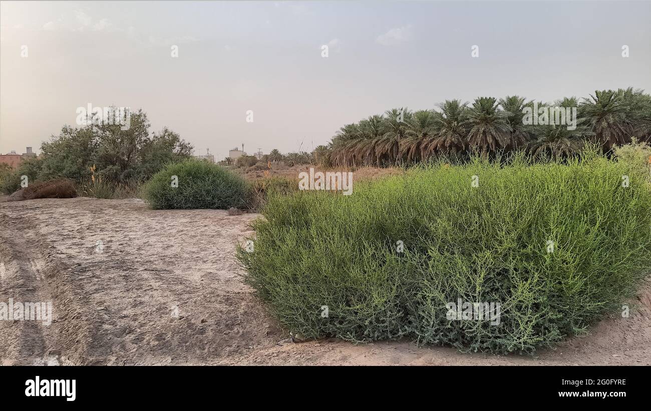 Palm trees and bushes in a rural area Stock Photo - Alamy