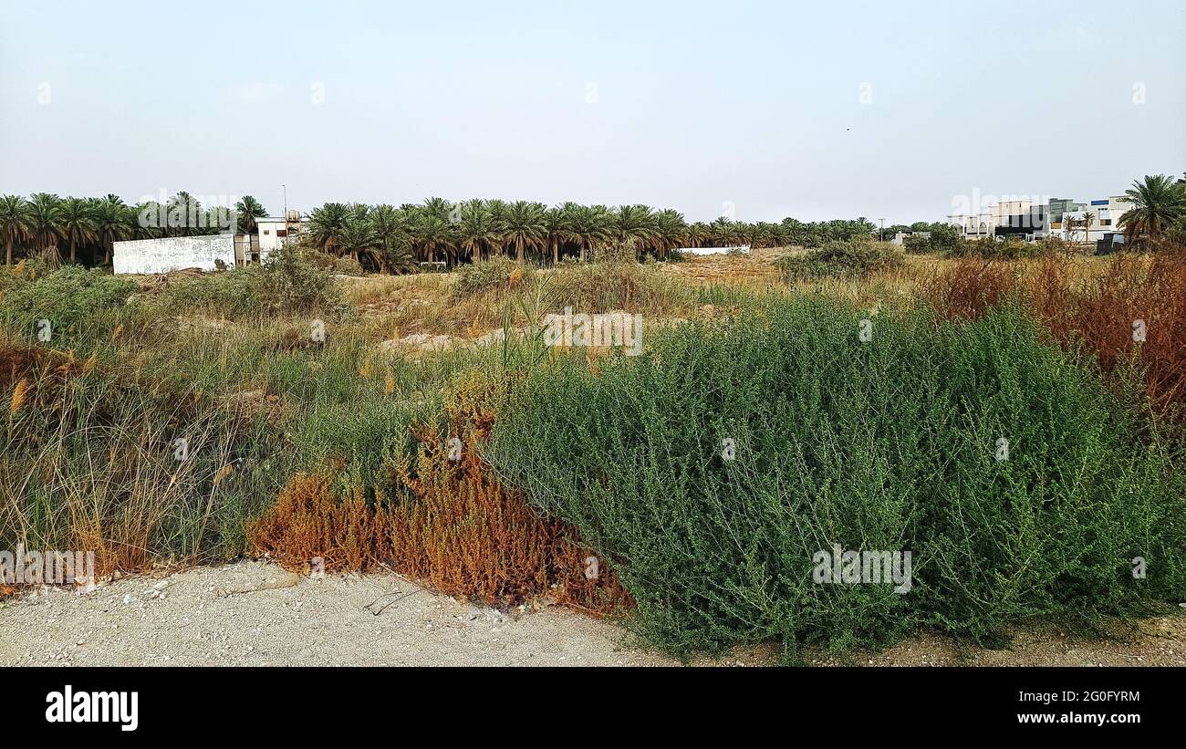 Palm trees and bushes in a rural area Stock Photo - Alamy