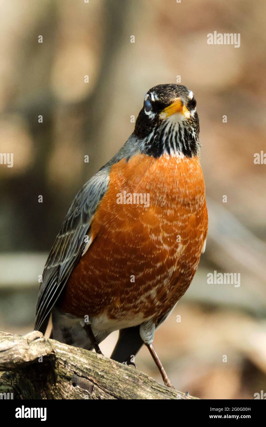 American robin perched with one eye closed Stock Photo - Alamy