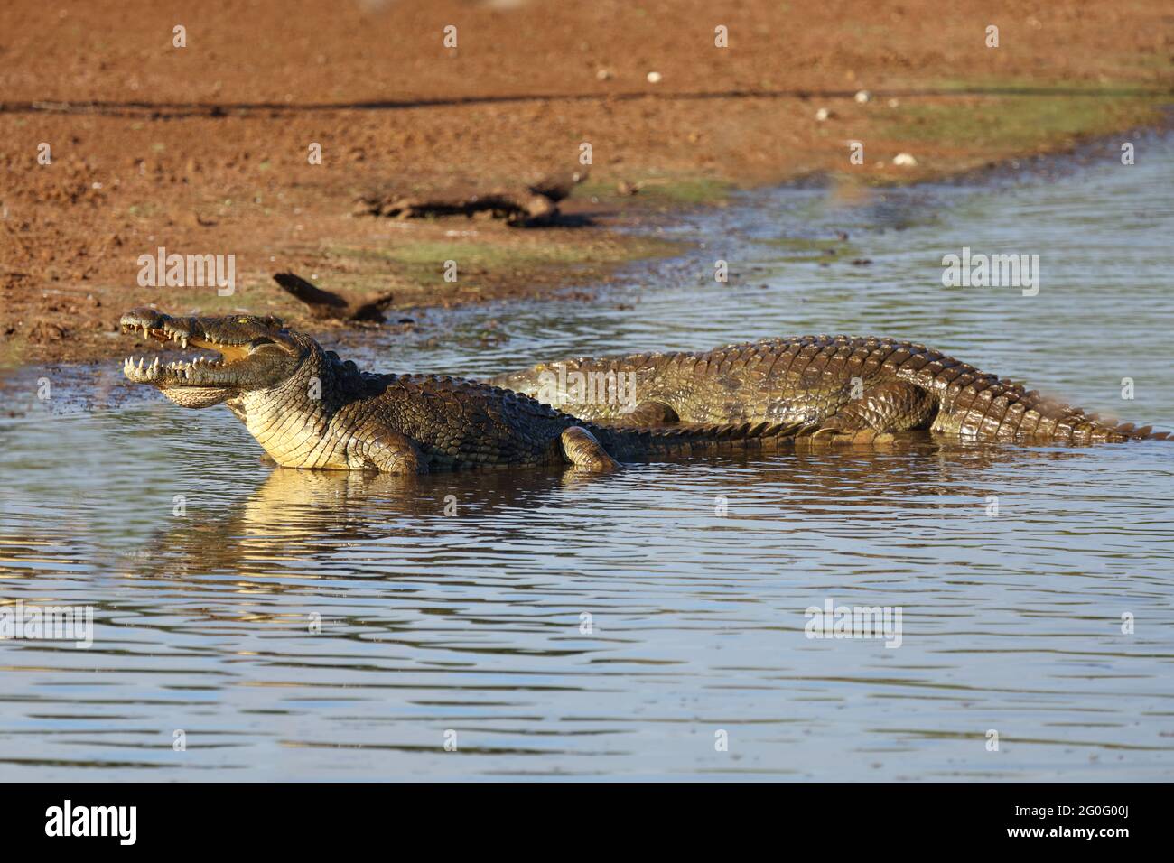 Nilkrokodil / Nile crocodile / Crocodylus niloticus Stock Photo - Alamy