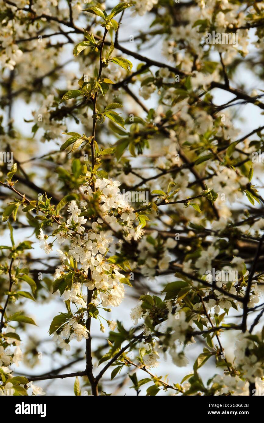 North star cherry tree blossoms in morning sunlight Stock Photo - Alamy