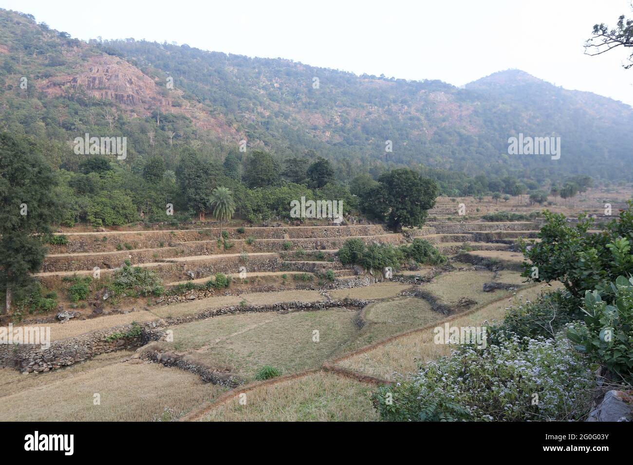 LANJIA SAORA TRIBE, Terraced fields used for cultivation of paddy ...