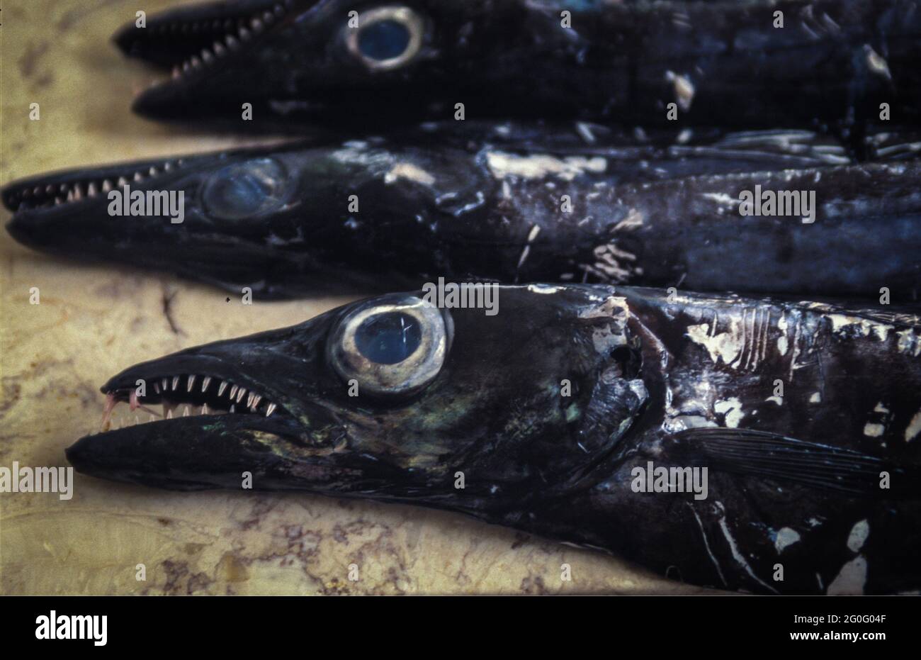 Food specialty of Madeira: Espada, the black swordfish (Aphanopus carbo ...