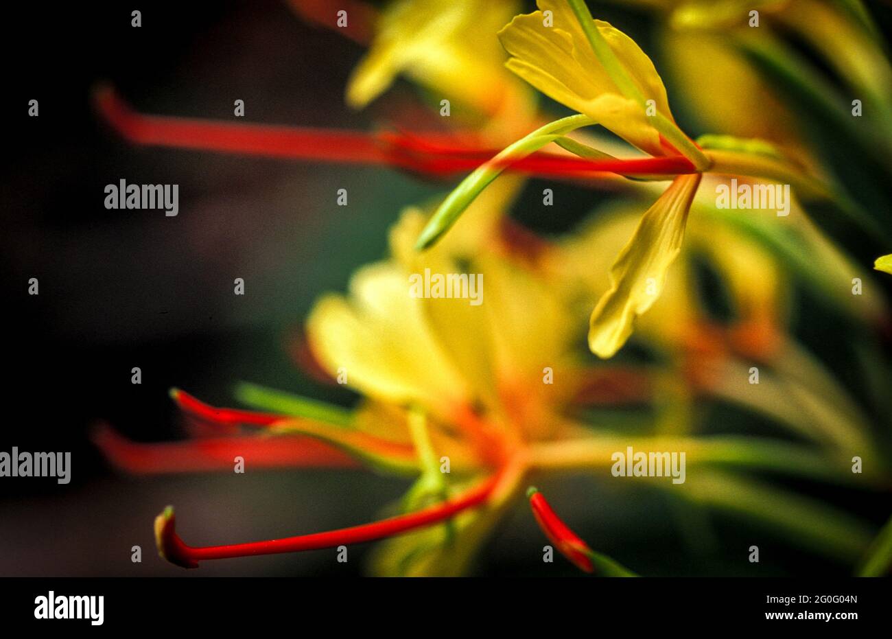 Flower-power on the island of eternal springtime. The bright yellow ...