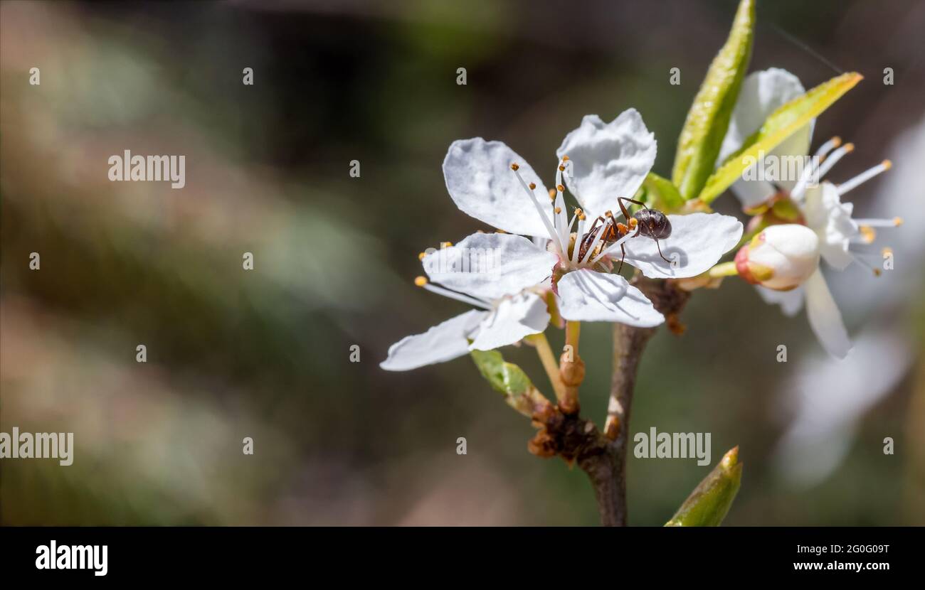 An ant in a flower. Spring flowering and insect. A flowering tree Stock ...