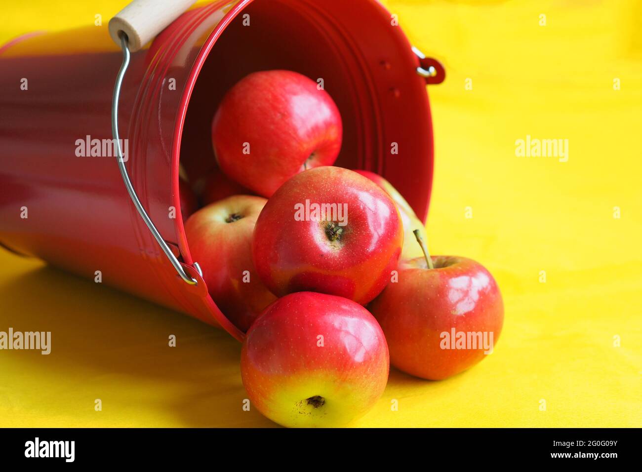 Apples are ripe red. Harvest apples in a red bucket on a yellow ...