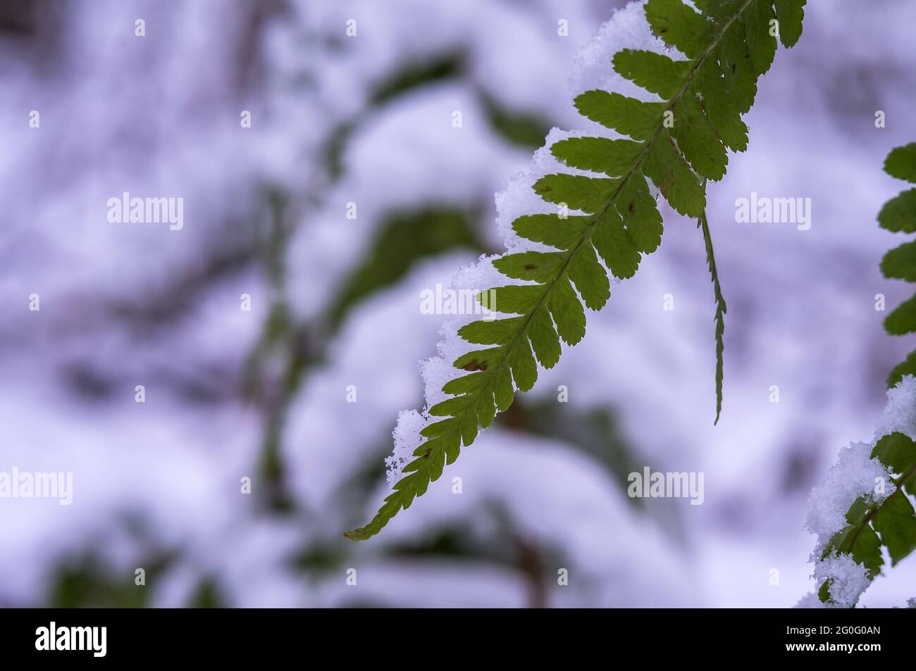 The first snow in the fall. Green leaves in the snow. Fern in the snow ...