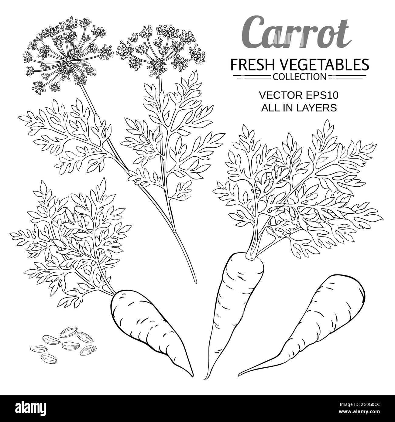 carrot set on white background Stock Vector Image & Art - Alamy