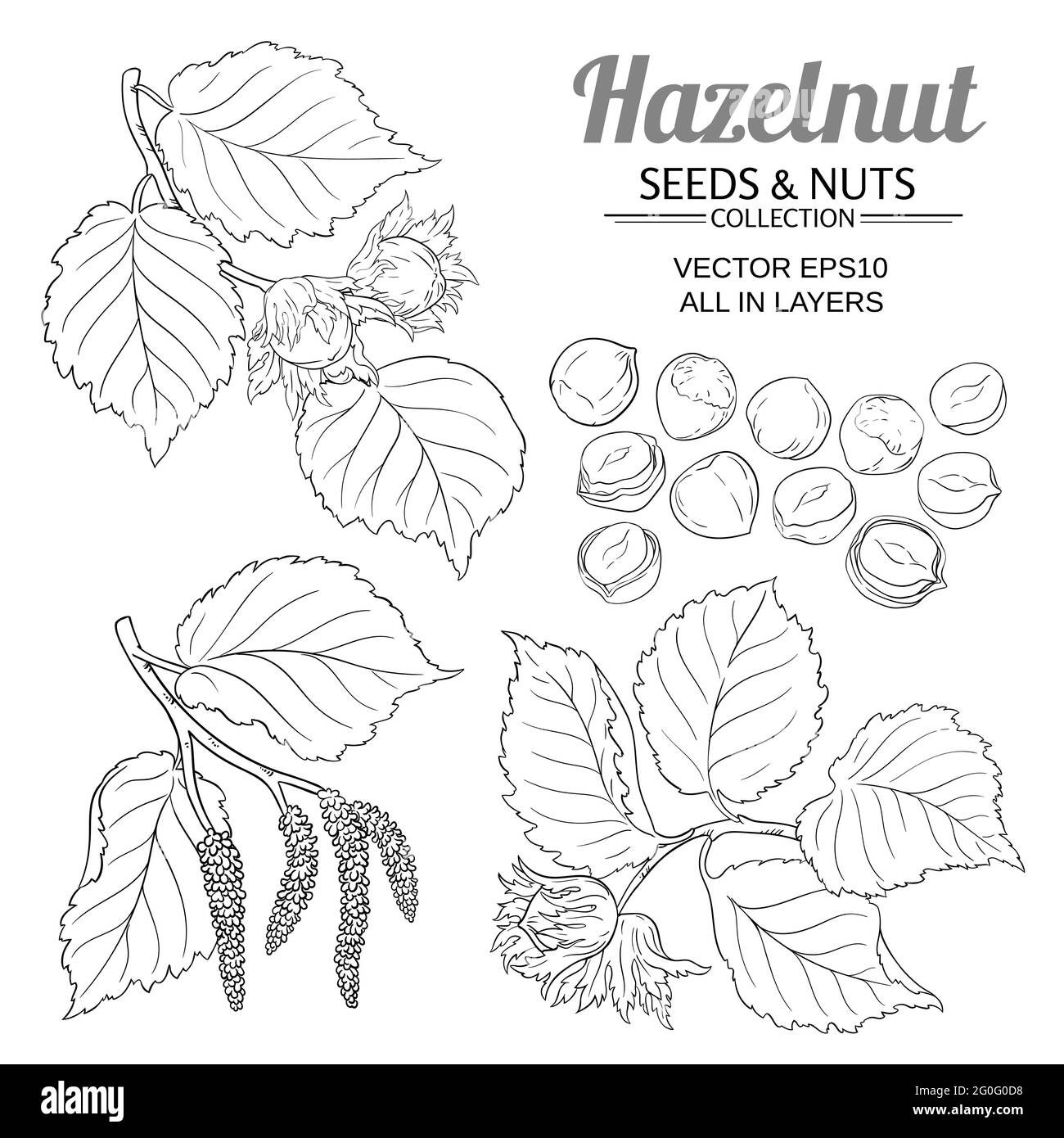 Hazel drawing Stock Vector Images - Alamy