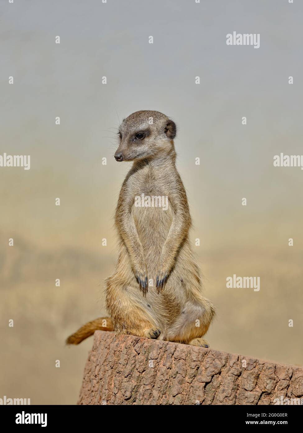 Little cute suricate meerkat portrait Stock Photo - Alamy
