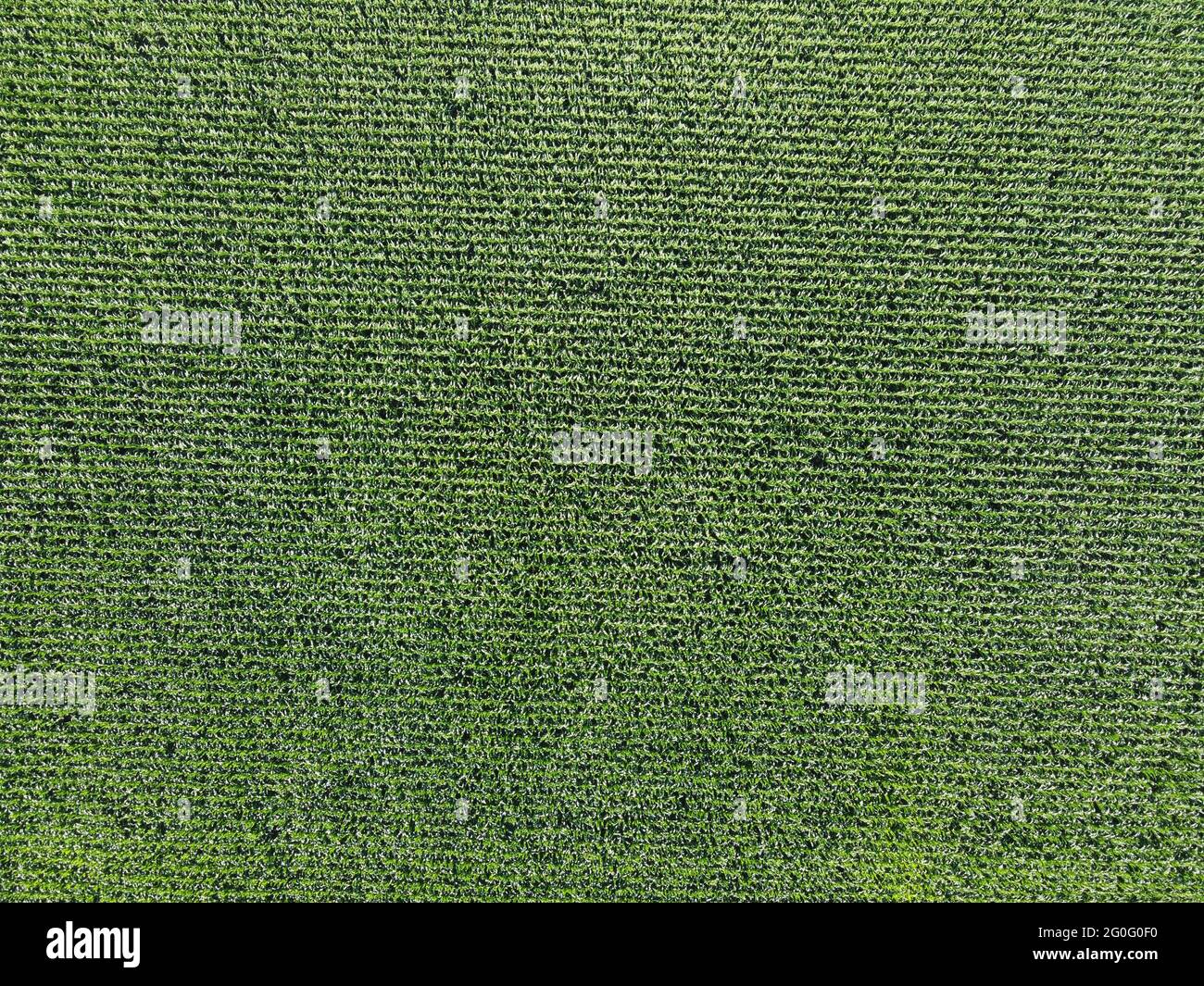 Extensive corn fields, top view. Green farm fields, landscape Stock ...