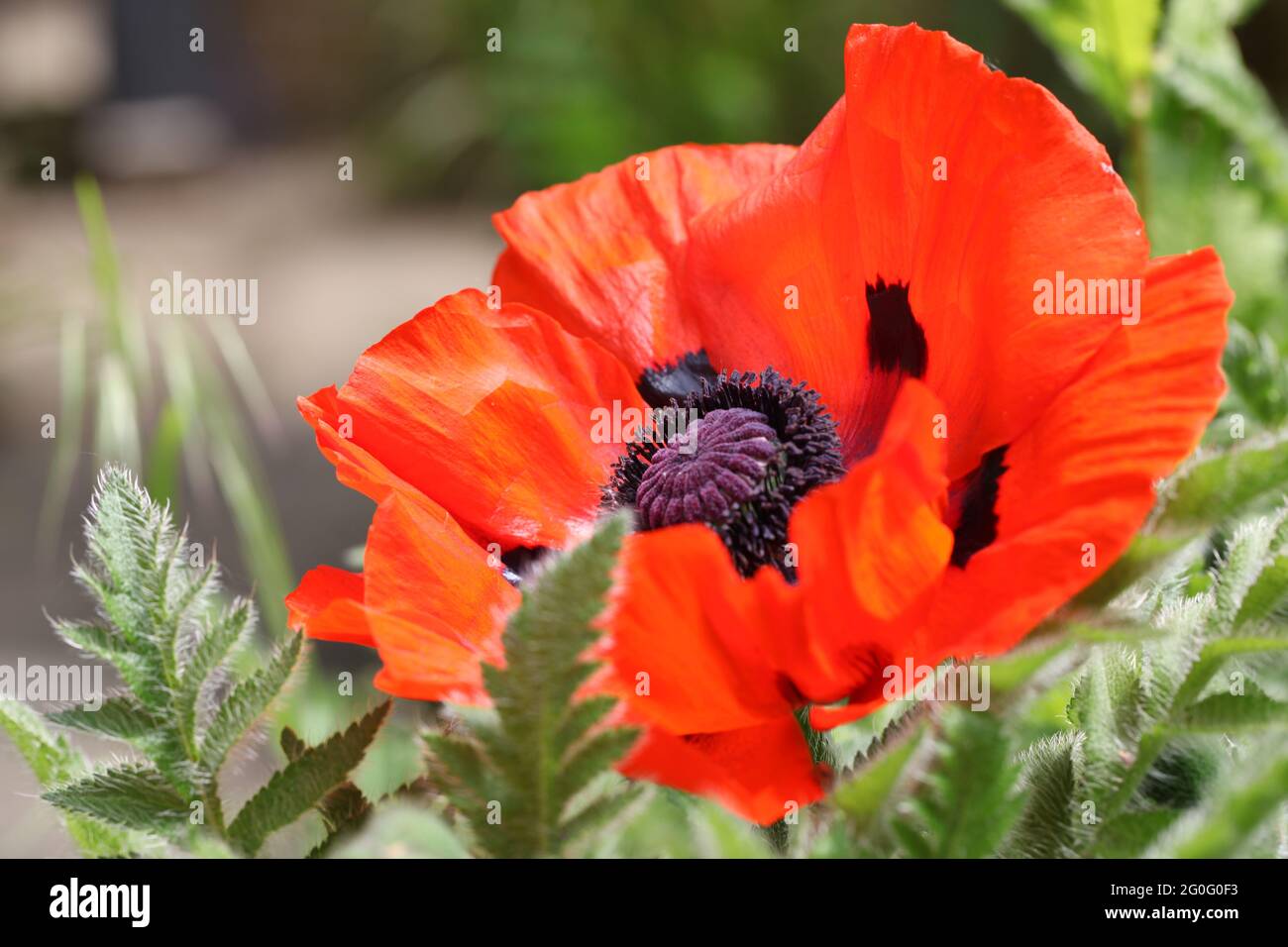 Oriental Poppy / 'Papaver orientale Beauty of Livermere' in bloom Stock ...