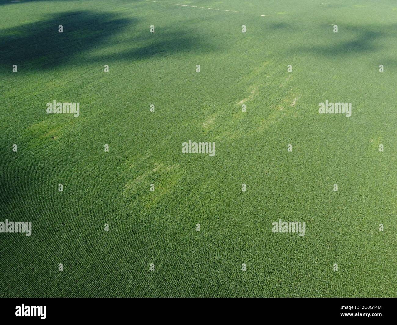 Extensive corn fields, top view. Green farm fields, landscape Stock ...