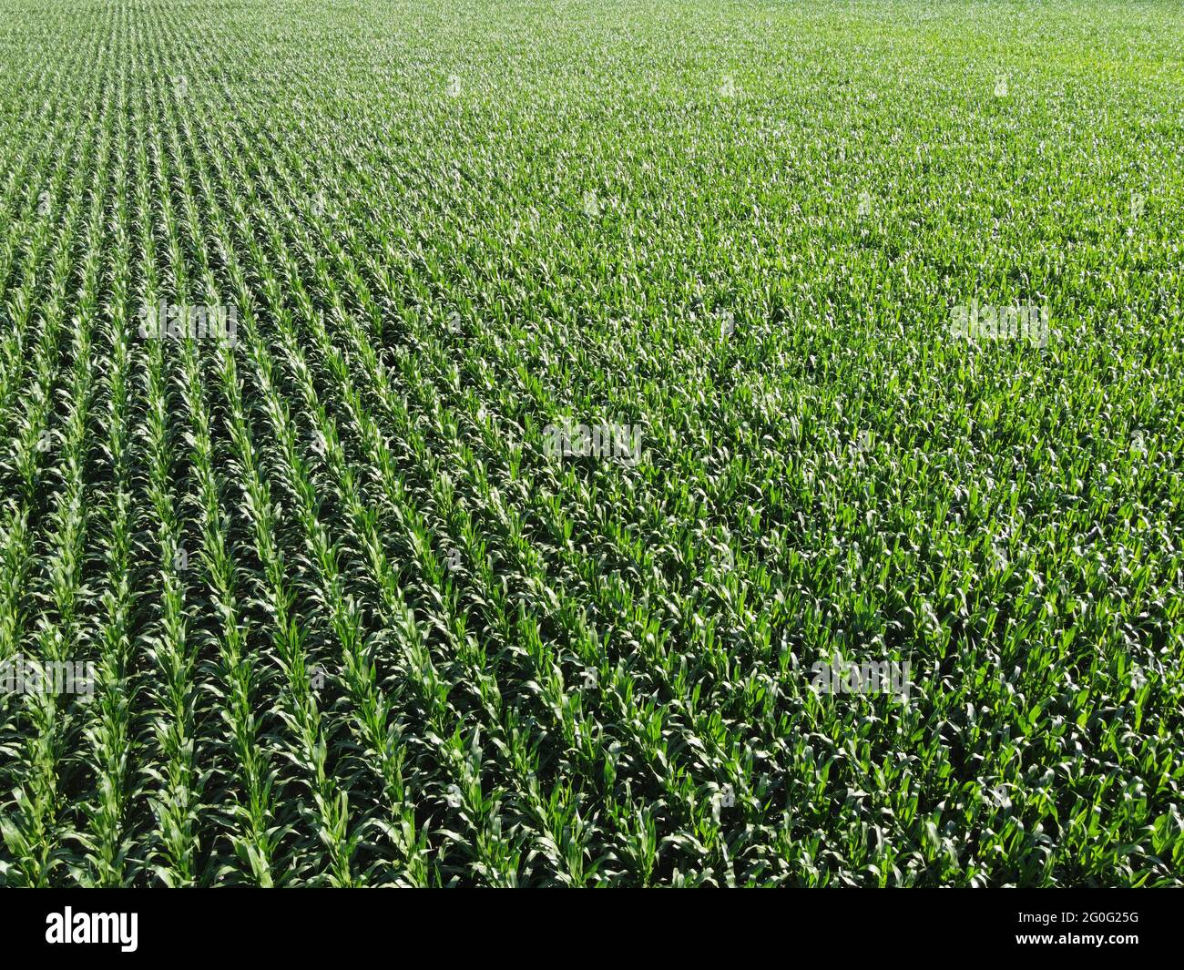 Extensive corn fields, top view. Green farm fields, landscape Stock ...