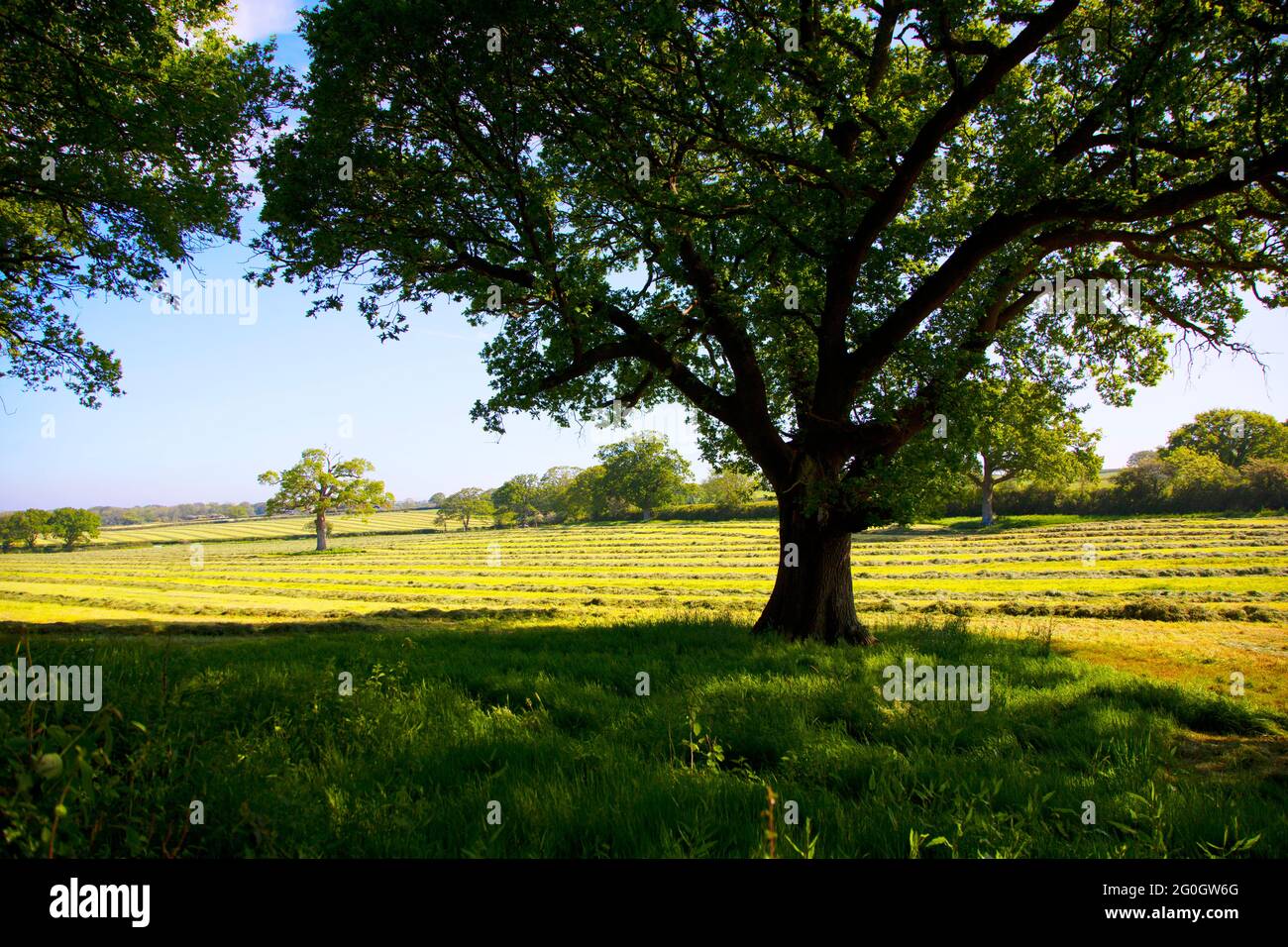 Corn field hedge uk hi-res stock photography and images - Alamy