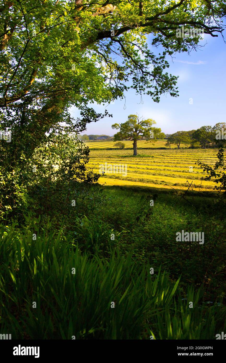 Oak, Tree,farm,fields,field,sillage, hedge, verge, flowers, Noke Common ...
