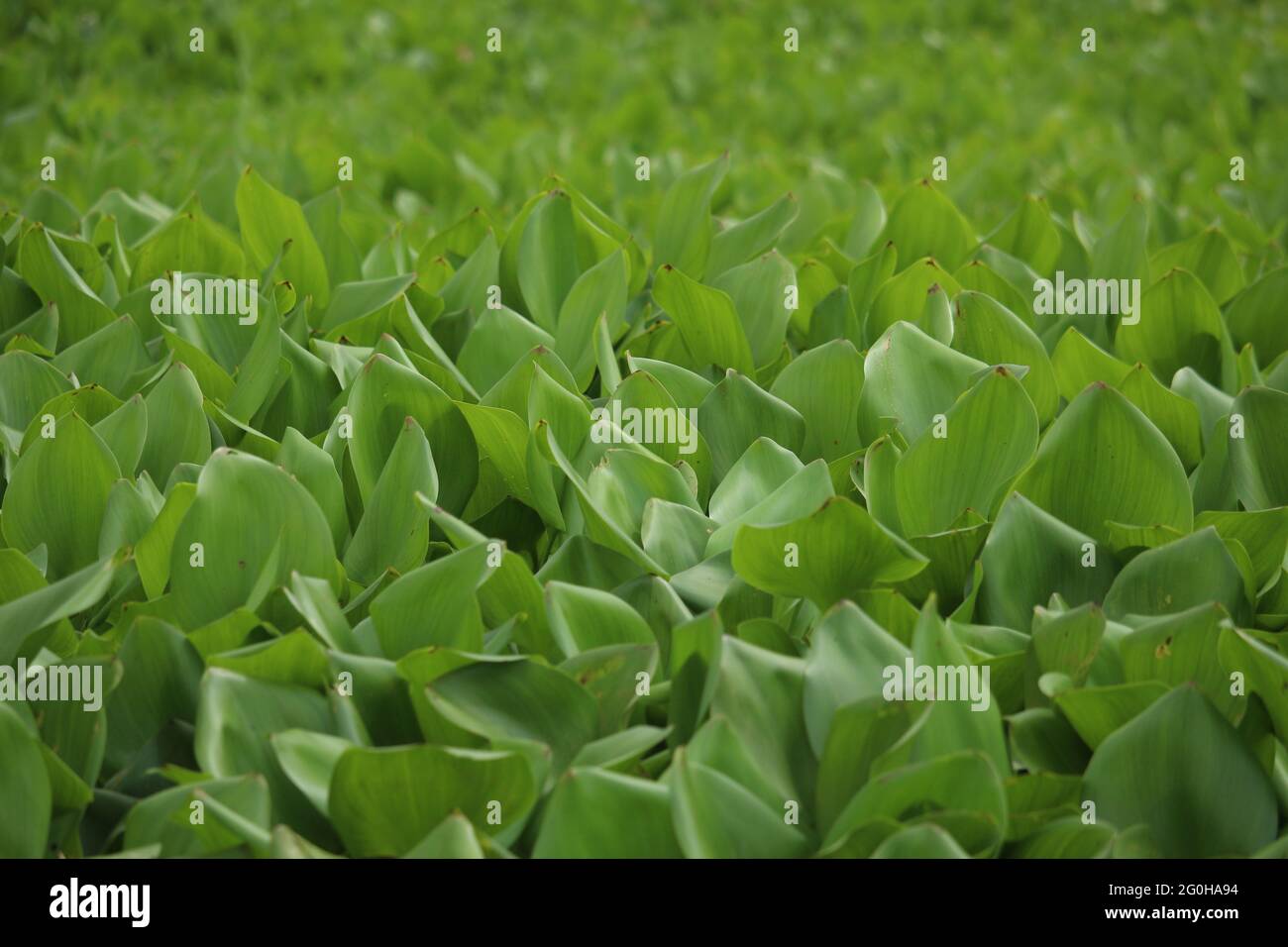 Eichhornia crassipes is commonly known as water hyacinth and It is an ...