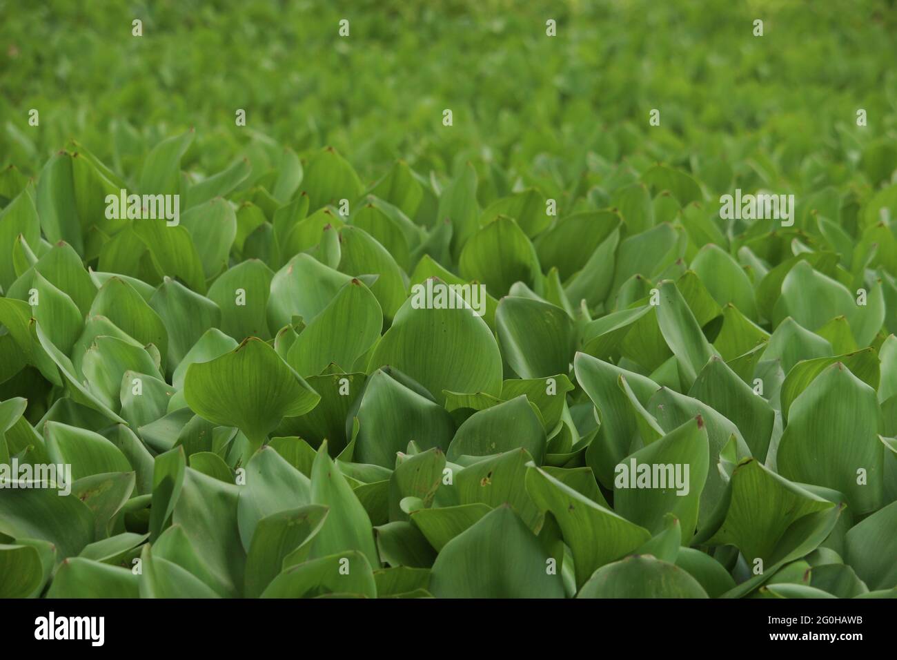 Eichhornia crassipes is commonly known as water hyacinth and It is an ...