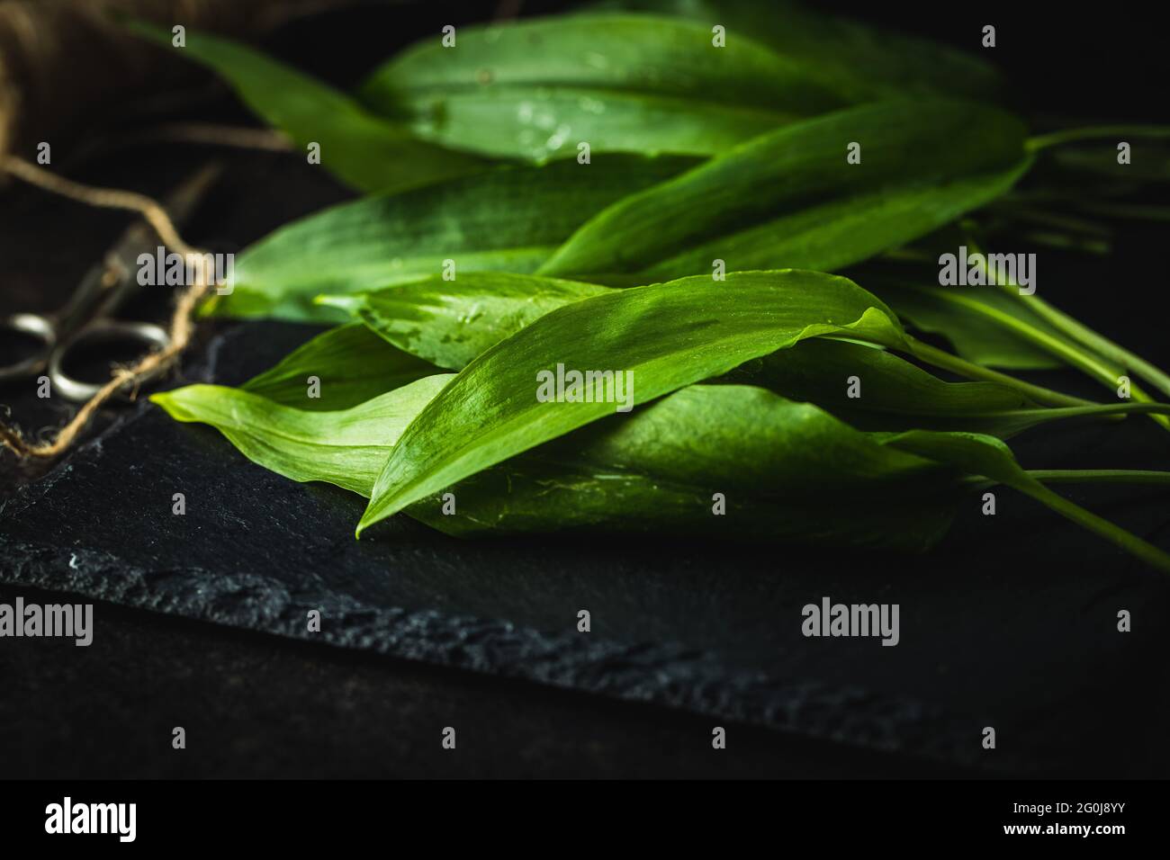 Green ramsons leaves. Wild garlic on black table Stock Photo - Alamy