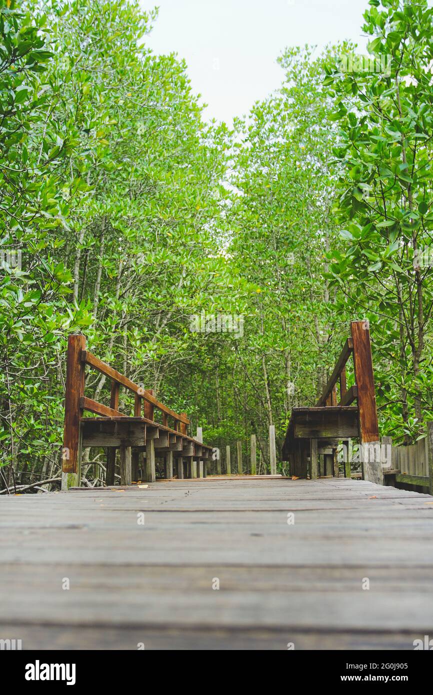 Mangrove scenery at Rak Samae bridge in Rayong province, Thailand Stock ...