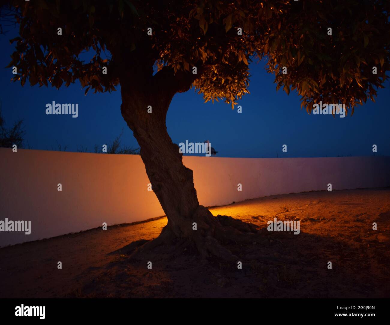 Tree at night Stock Photo - Alamy