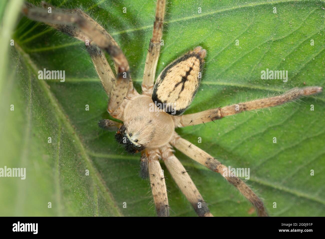Female huntsman spider hi-res stock photography and images - Alamy