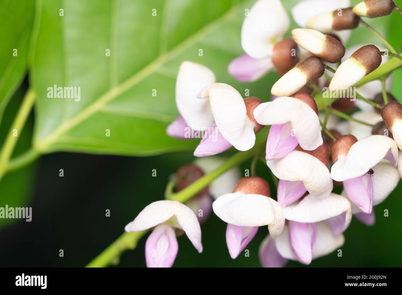 Pongame oil tree hi-res stock photography and images - Alamy