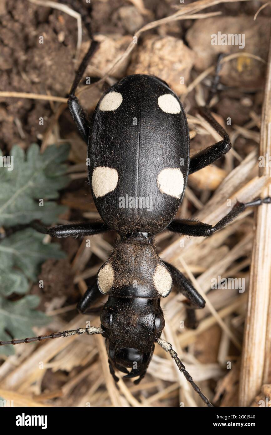 Six spotted beetle, Anthia sexguttata, Satara, Maharashtra, India Stock ...