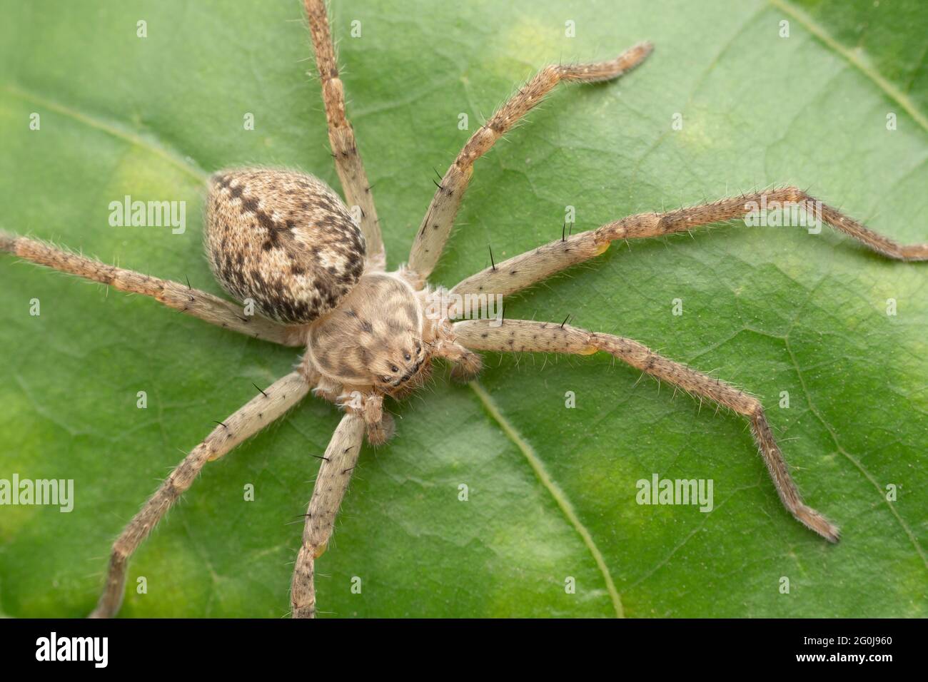 Subadult Female Huntsman spider, closeup, Olios bhavnagarensis, Satara ...