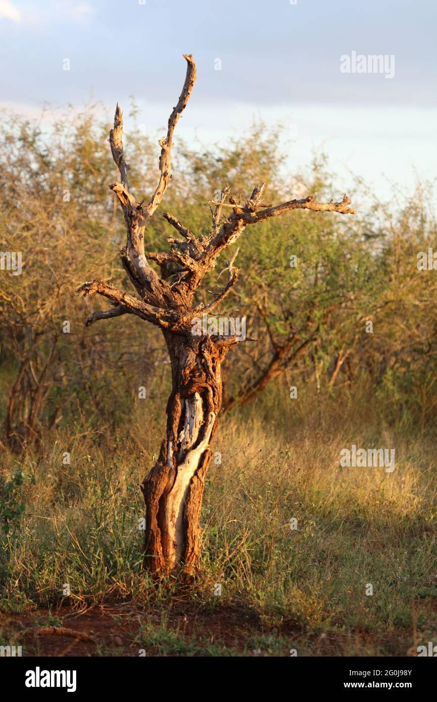 Afrikanischer Busch / African Bush Stock Photo - Alamy