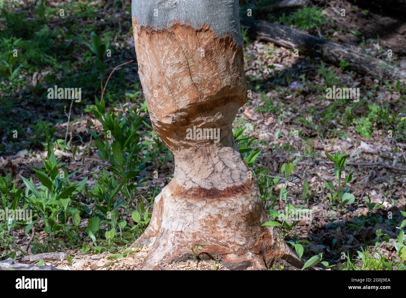 Tree cut in half hi-res stock photography and images - Alamy
