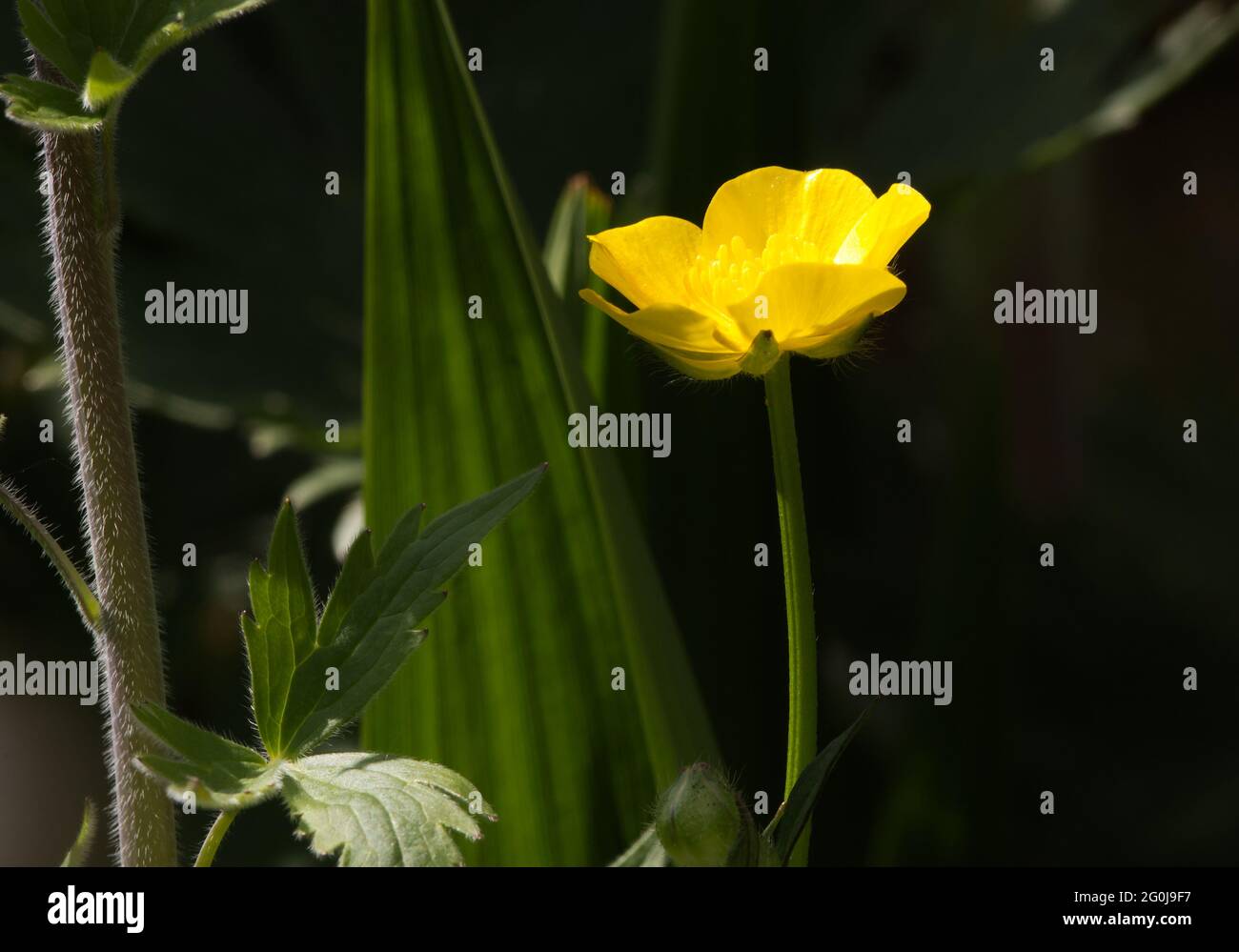 Buttercup photo hi-res stock photography and images - Alamy