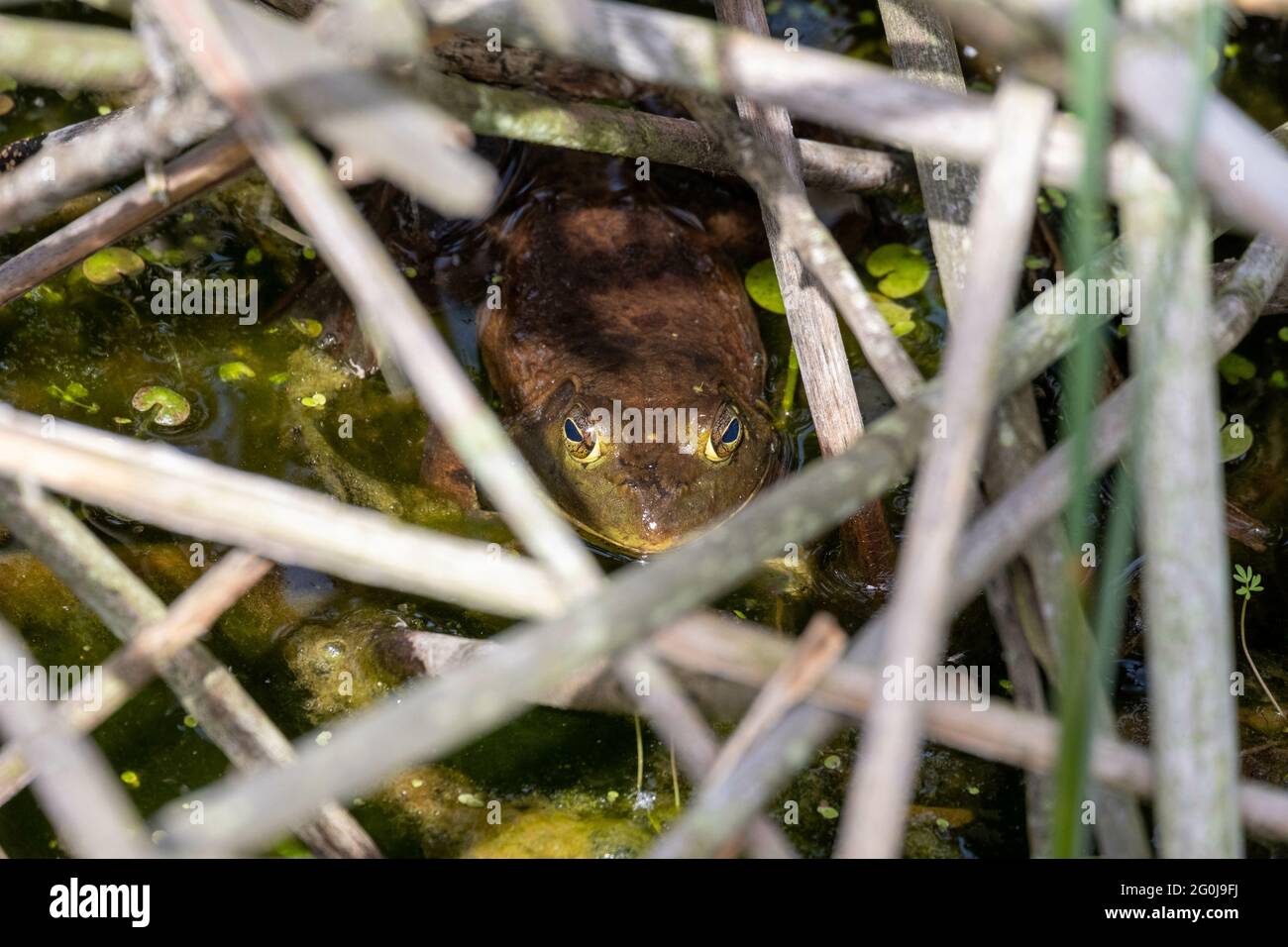Toad peeking hi-res stock photography and images - Alamy