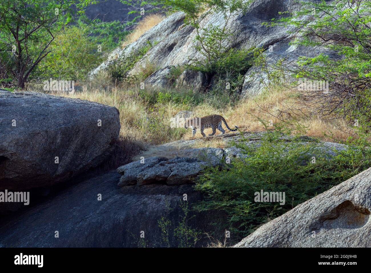 Indian leopard or Panthera pardus fusca in Aravalli hills region Jawai ...
