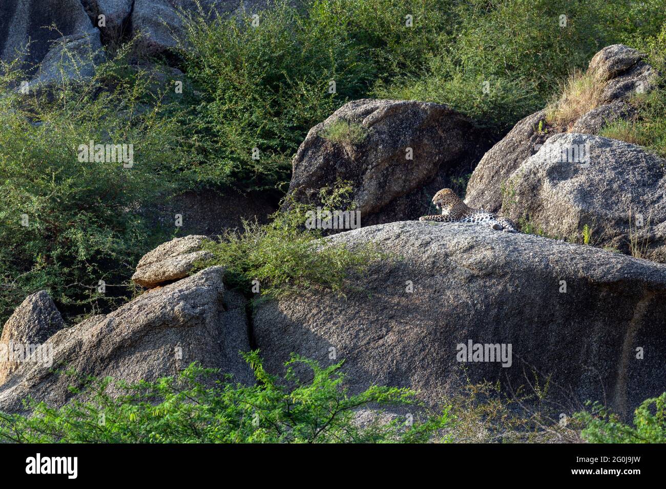 Indian leopard or Panthera pardus fusca in Aravalli hills region Jawai ...