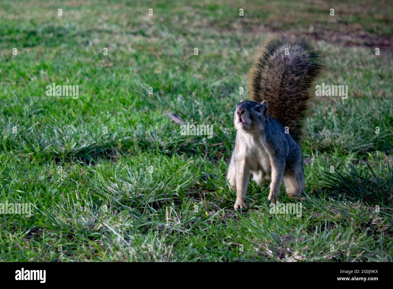 A squirrel standing on a field Stock Photo - Alamy
