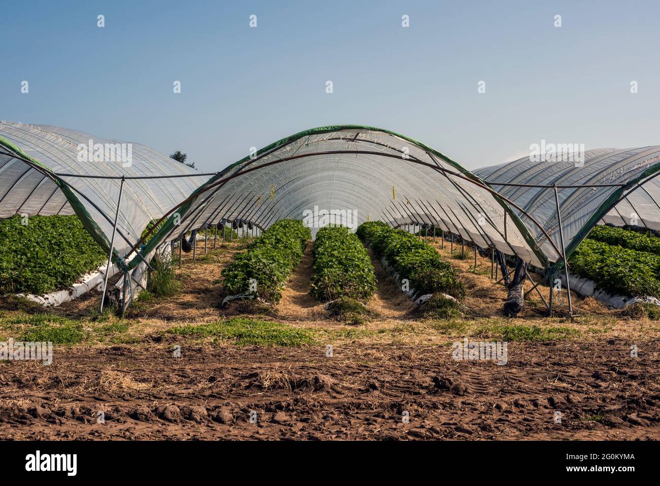 Strawberries polytunnel uk hi-res stock photography and images - Alamy