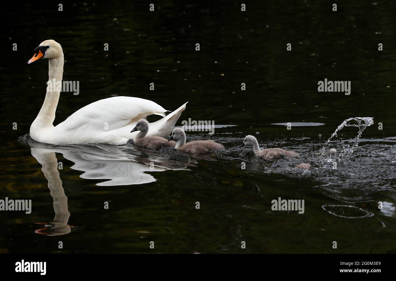 Cygnets hurry to keep up with their mother on a pond in St. Stephen's ...