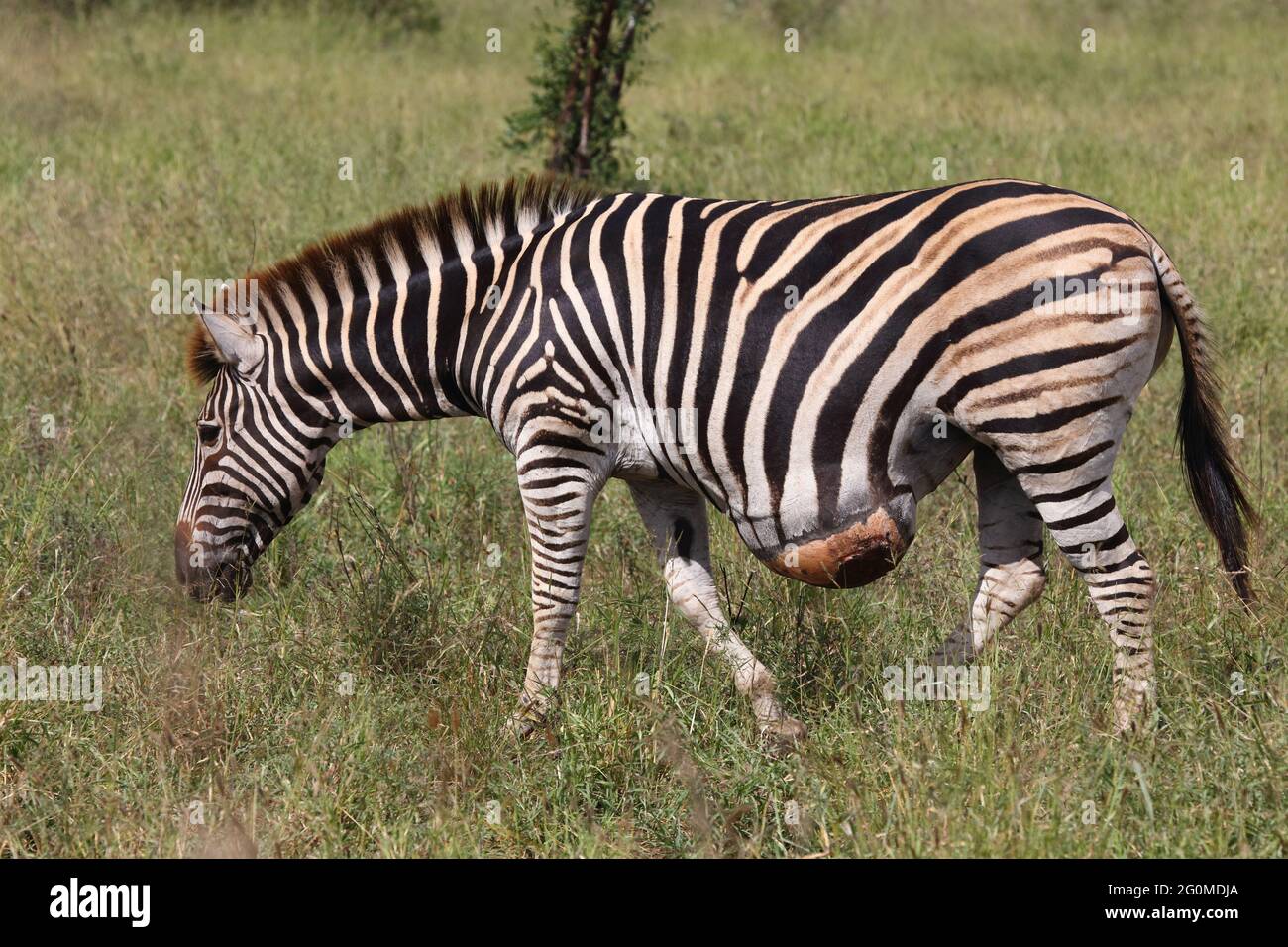 Sick zebra hi-res stock photography and images - Alamy