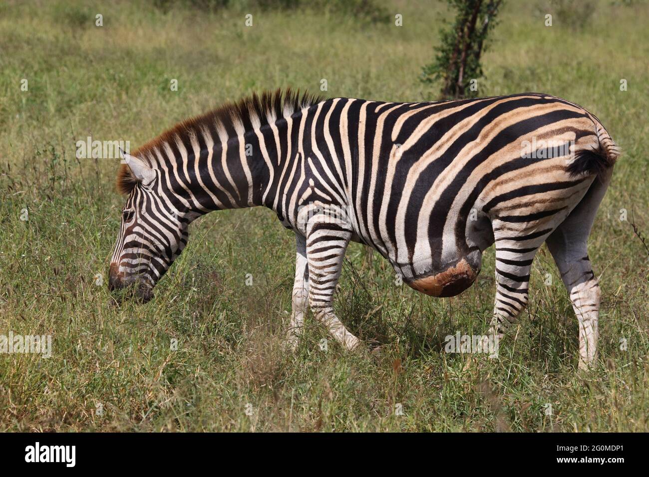 Sick zebra hi-res stock photography and images - Alamy