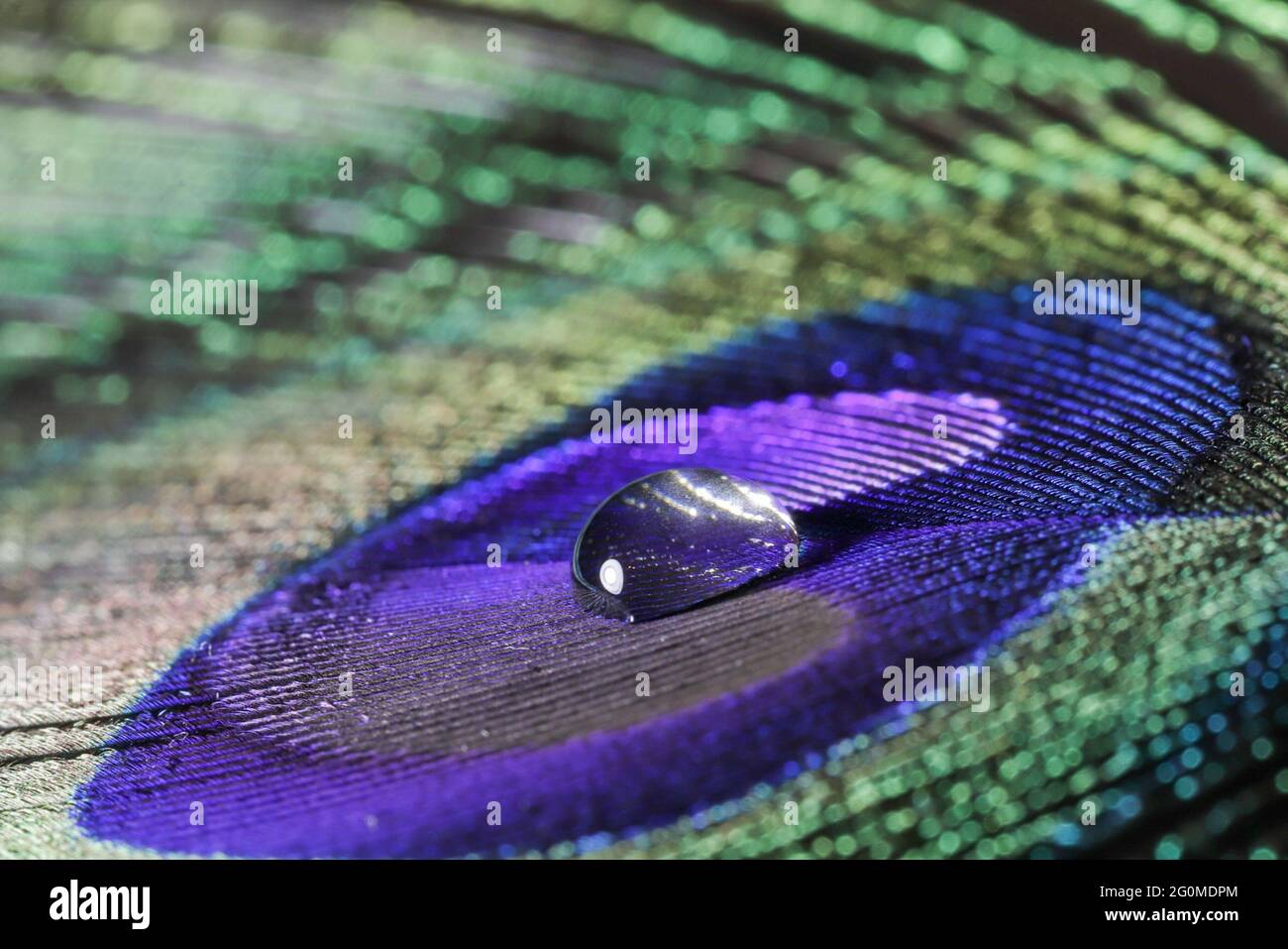 drops of rain on a peacock feather Stock Photo - Alamy